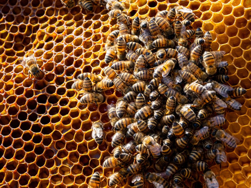 Junk Science Week — Peter Shawn Taylor: The bees are still dying. Or ...
