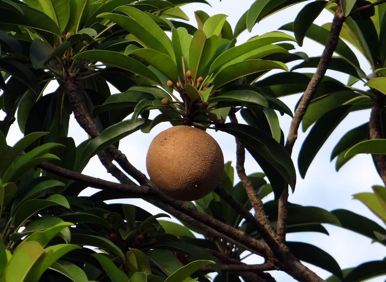 Cómo sembrar zapote: guía completa para cultivar este exótico fruto en casa