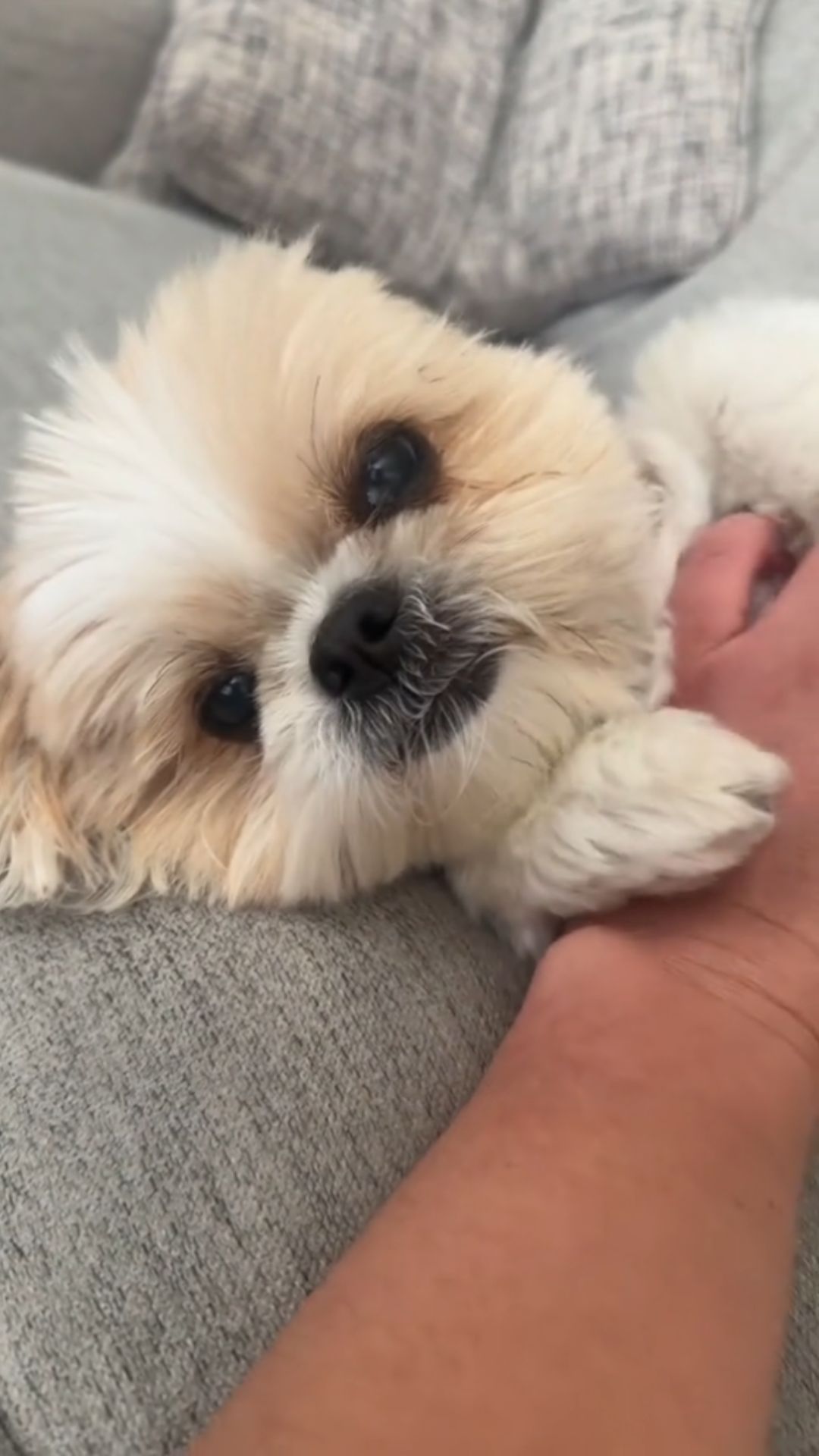 Sassy Shih Tzu – A Showcase of Attitude