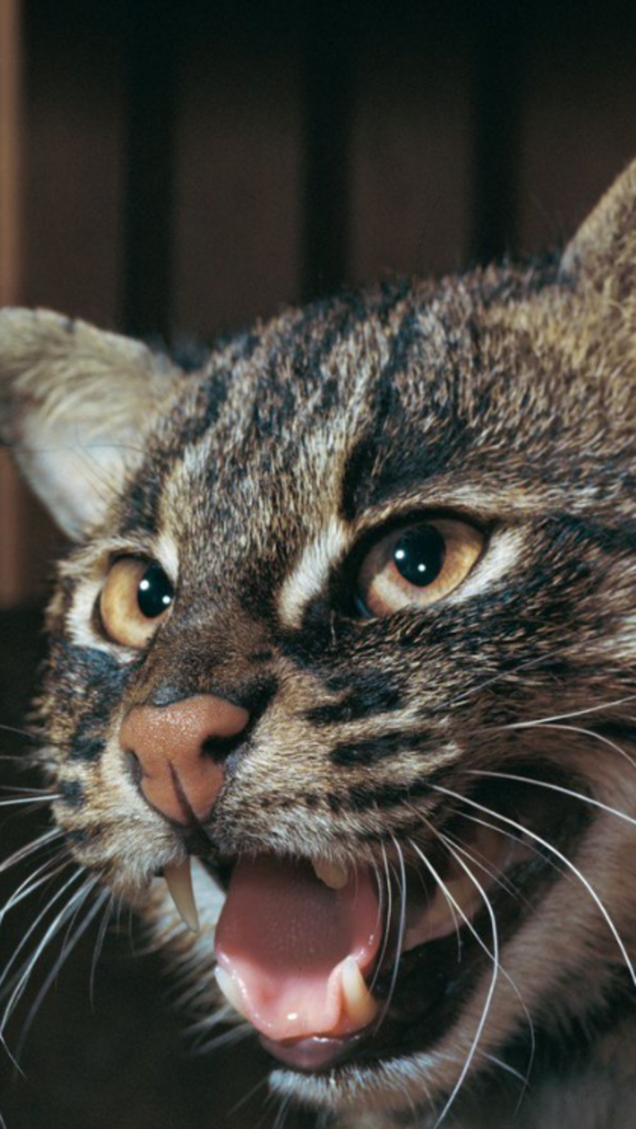 Meet the world’s most unique and rare cat breeds