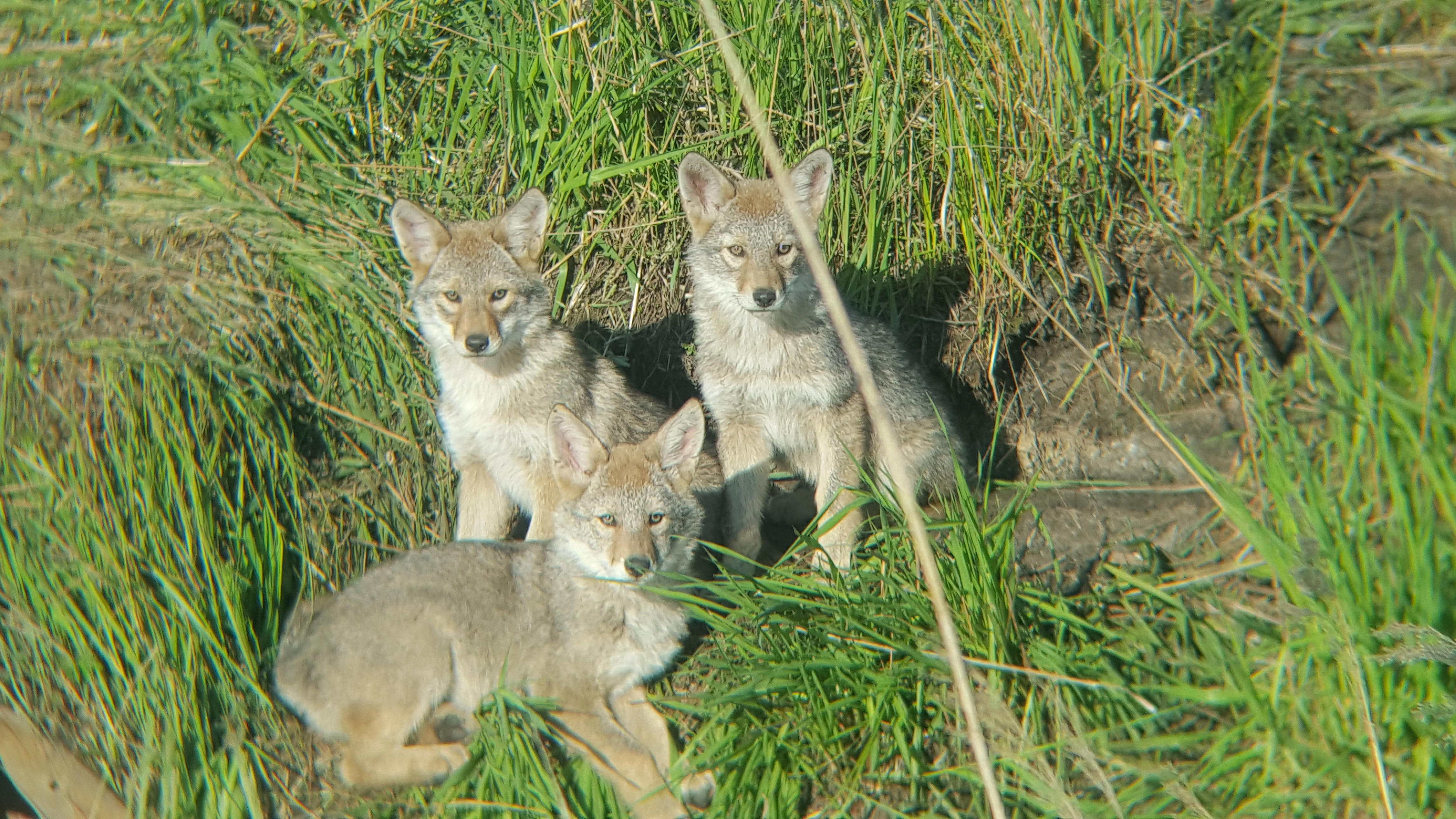 State allows coyote hunting year-round. What new regulations mean
