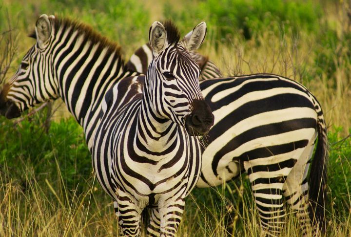 A Closer Look At What Differentiates Zebras From Horses