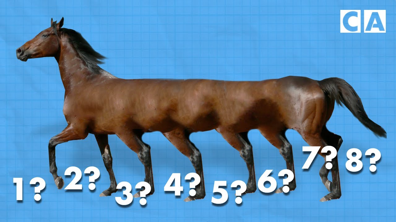 What’s the best number of legs for survival?