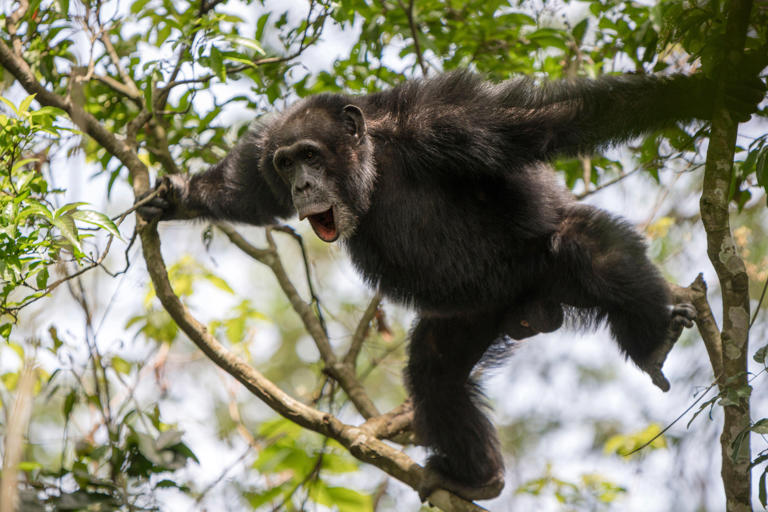 Trump’s aid cuts leave ‘critical’ Jane Goodall chimpanzee conservation ...