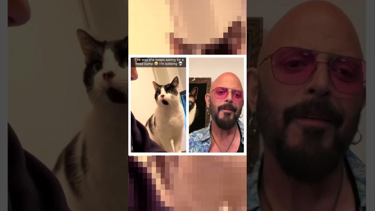 Cat Asks For Head Bump! 🥹 #cats