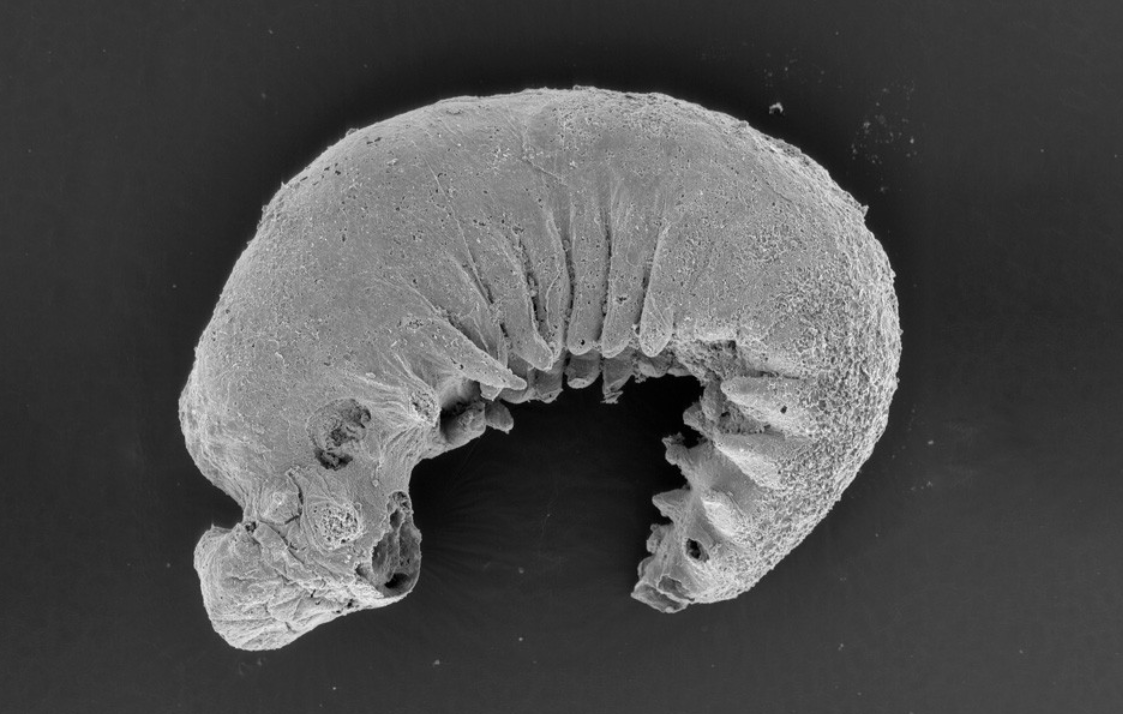 520-million-year-old 3D preserved tiny fossil has the brain and nerves ...