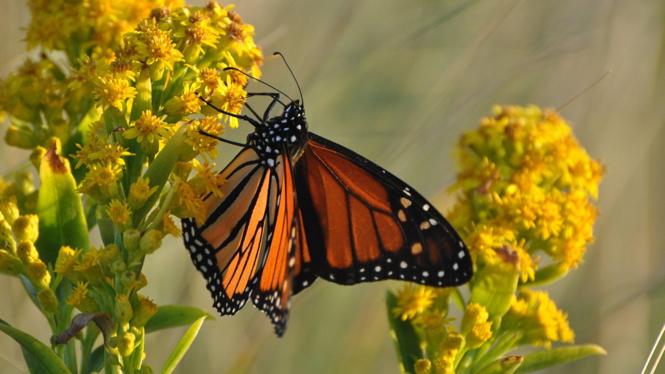 Tennessee distributes free milkweed seeds to protect monarch butterflies