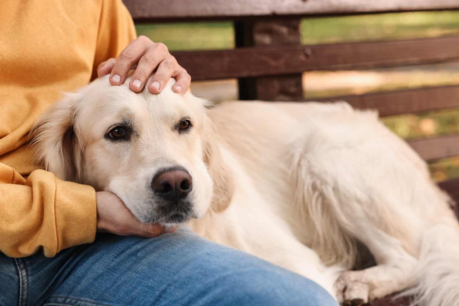Common Warning Signs Your Dog May Be in Pain