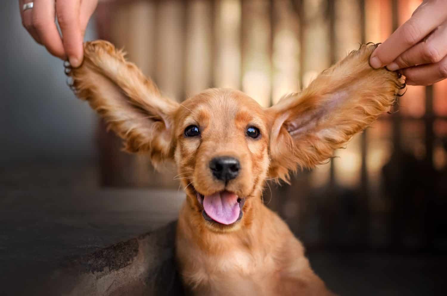 The 17 Most Durable and Hardy Pets