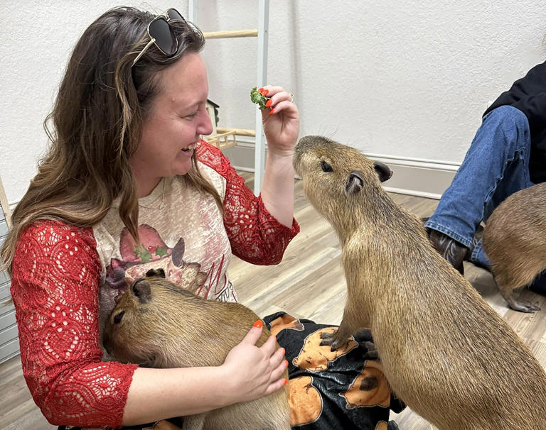 At the capybara cafe, people line up to snuggle the world’s largest rodents