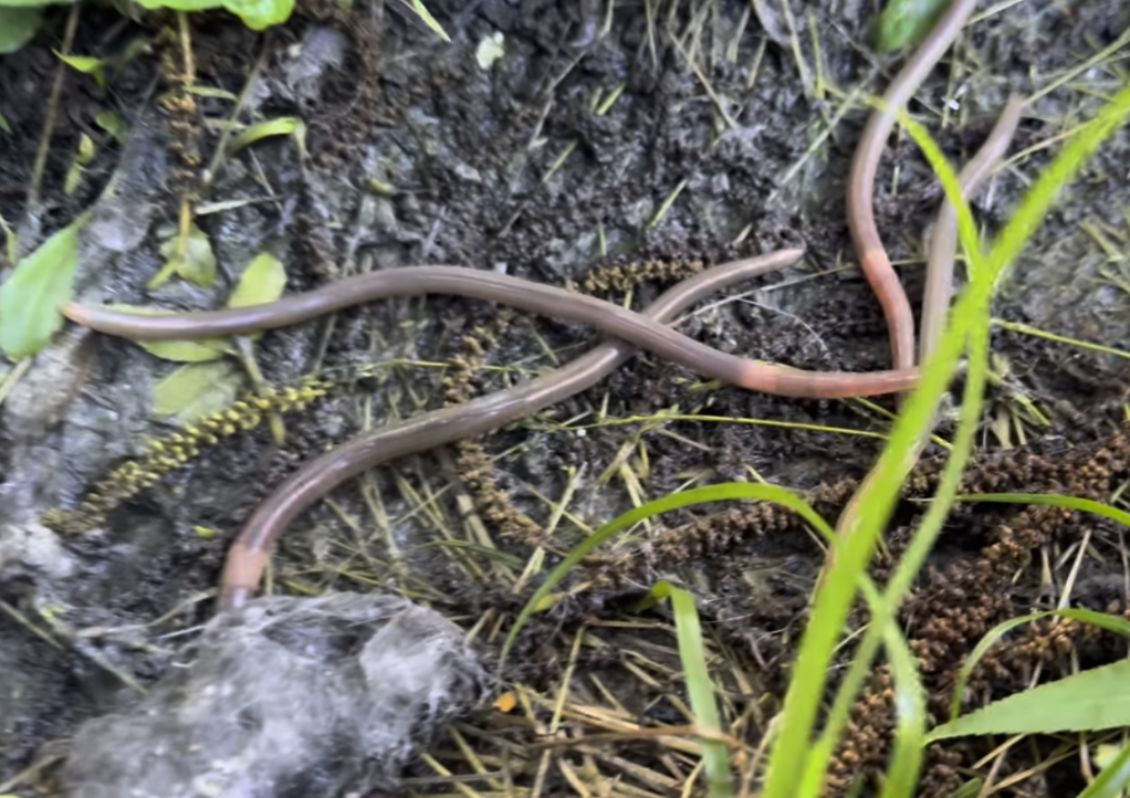 The Strangest Way to Catch Worms: Inside the World of Worm Grunting