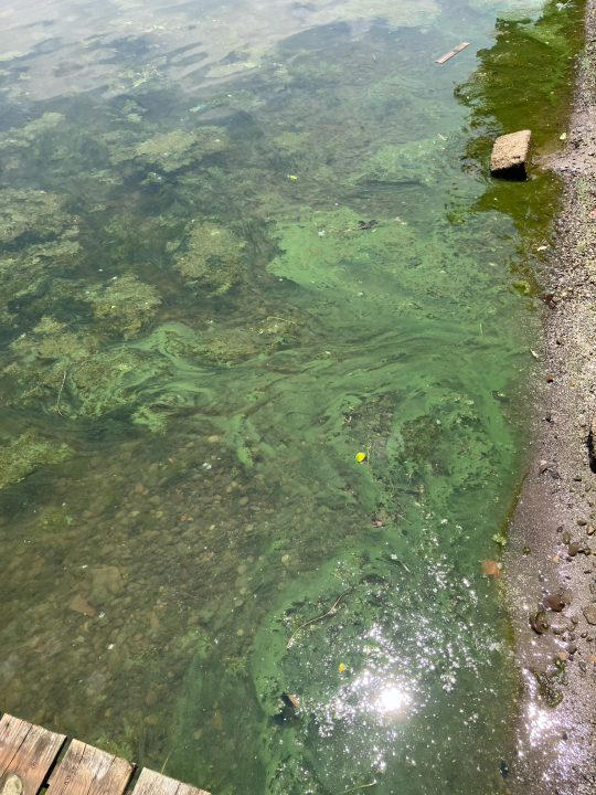 Harmful algal blooms confirmed in Conesus Lake: What you need to know ...