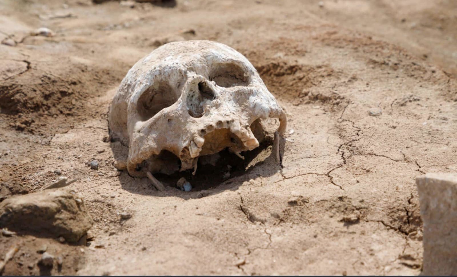 Decades Later, a Mystery Skull Found on a Beach Finally Identified by ...