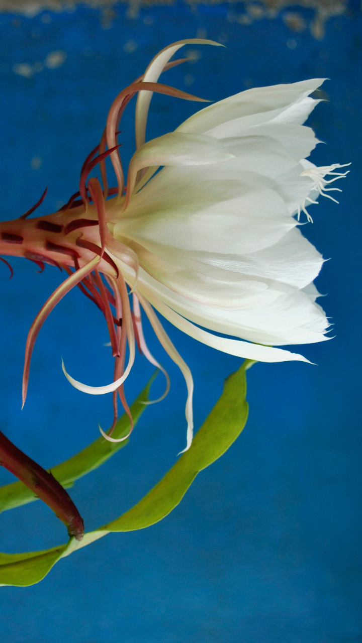 9 beautiful flowers that bloom at night and fill the air with fragrance