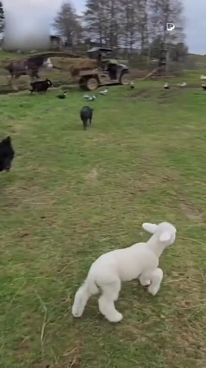 Just a day in the life of a farm lamb!