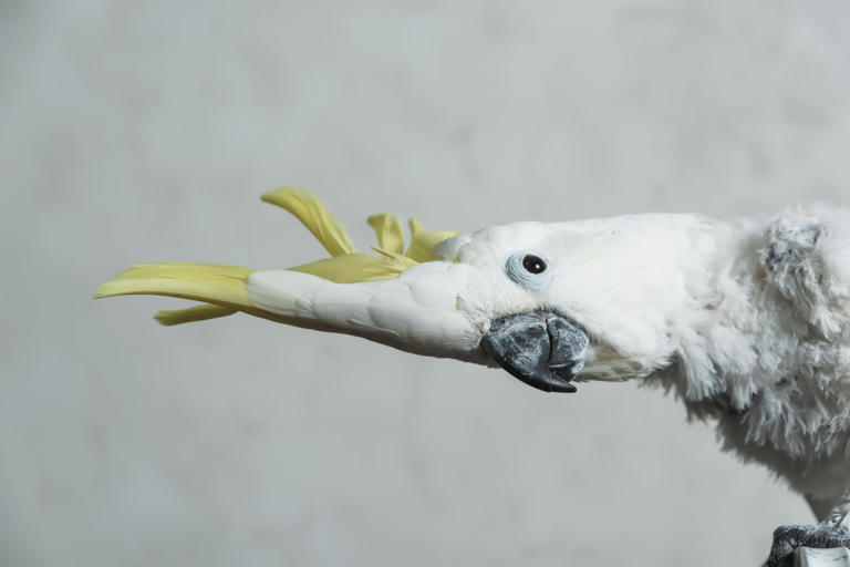 Peekaboo Cockatoo Is Convinced His Human Mom Is Hiding Under the Nightstand