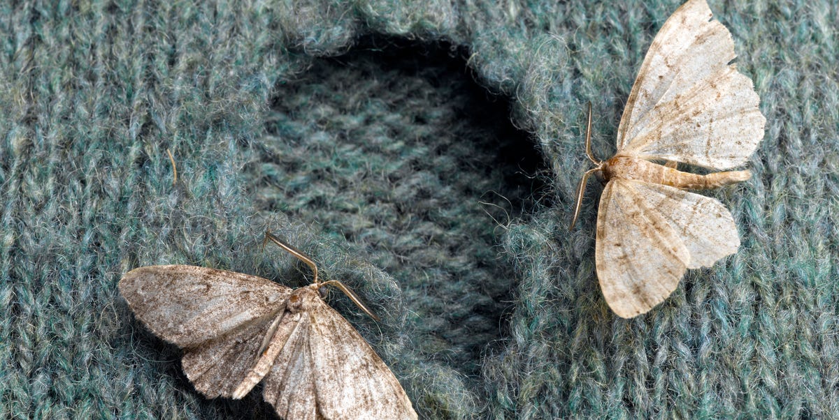 How to get rid of moths