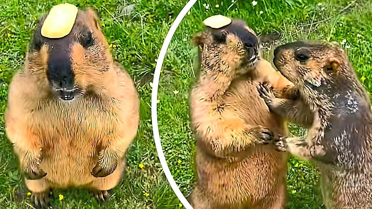 Snack attack! Groundhog hilariously defends cookie cap from hungry thief