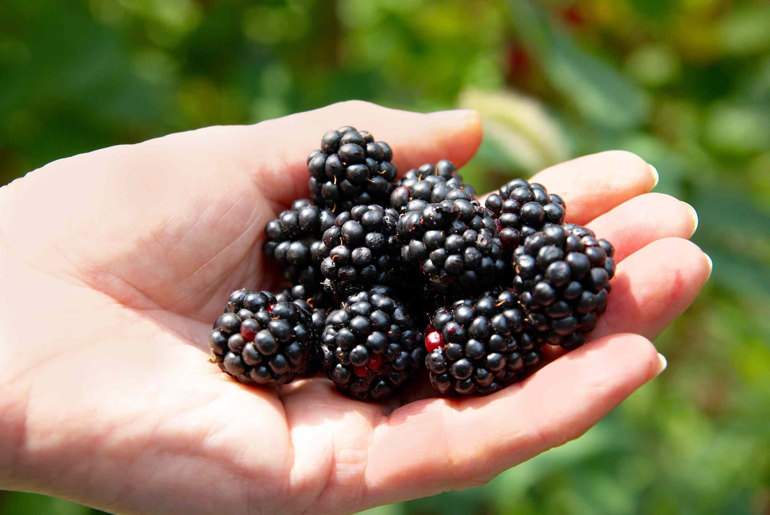 What happens to your body when you eat blackberries regularly