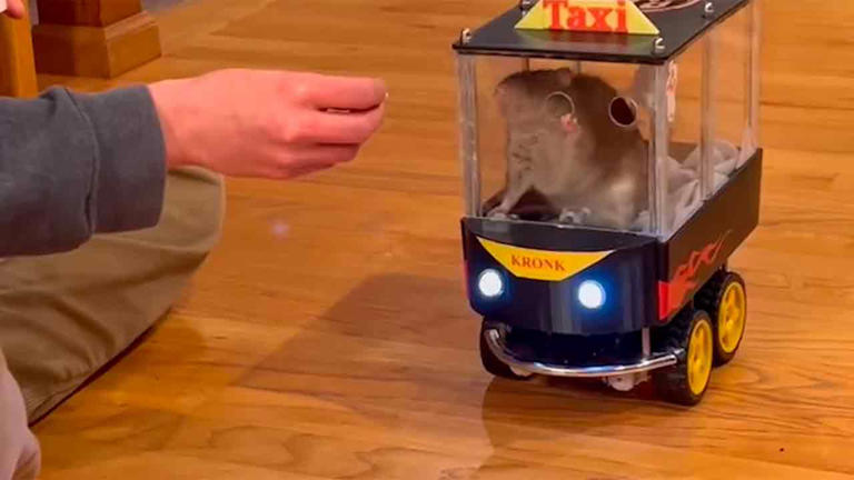 Viral video: rats Kusko and Kronk drive electric cars and charm the web
