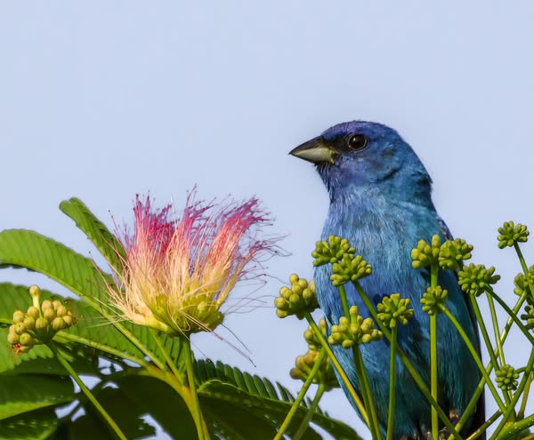 Indigo Bunting songbird spotted at national wildlife refuge