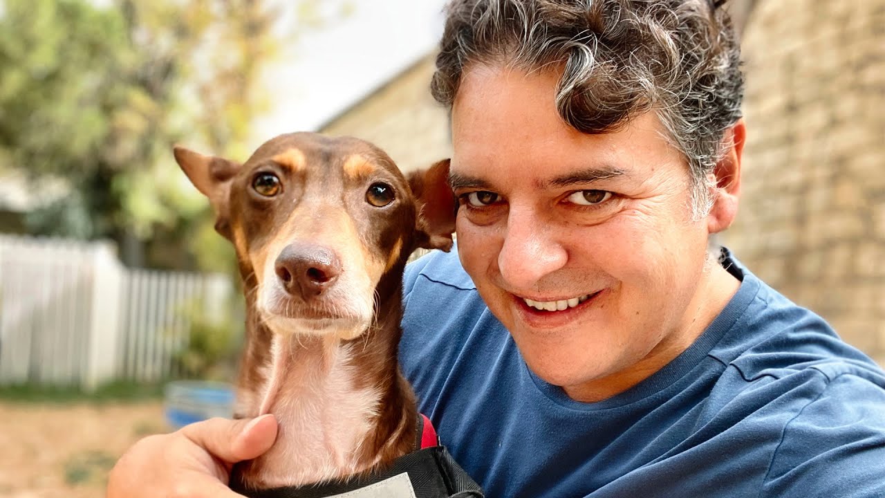 Amazing transformation of a dog abandoned by his family and forced to ...