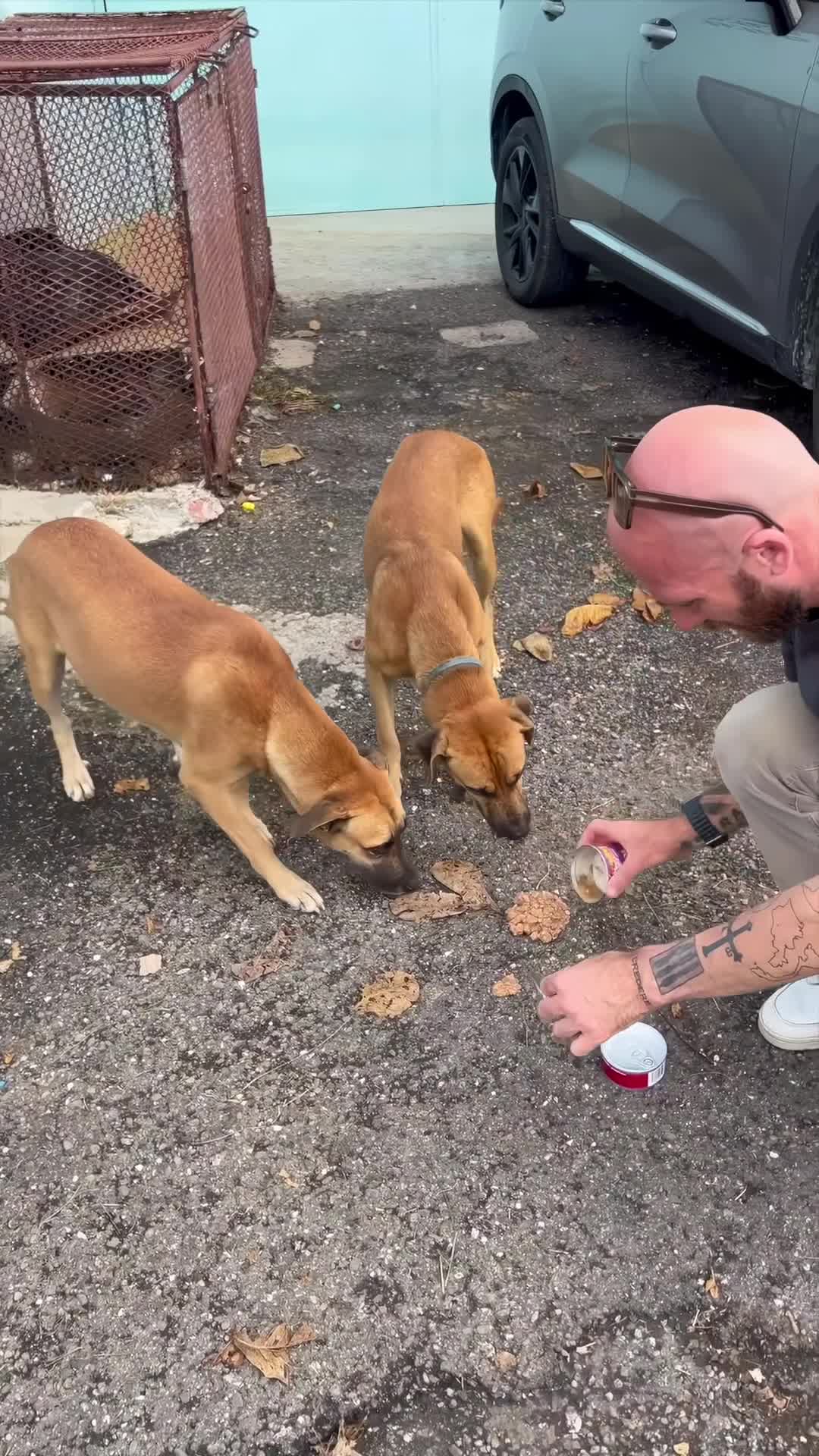 Feeding Starving Dogs In The Caribbean