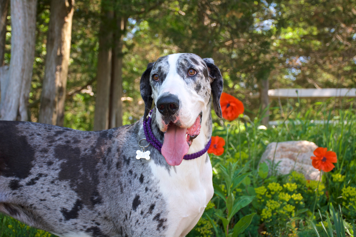 Great Dane’s Funny Dance for Her Grandma Is a True Hero’s Greeting