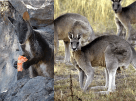 The difference between a Wallaby and a Kangaroo