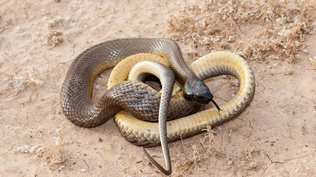 5 baby snakes that are more dangerous than they look