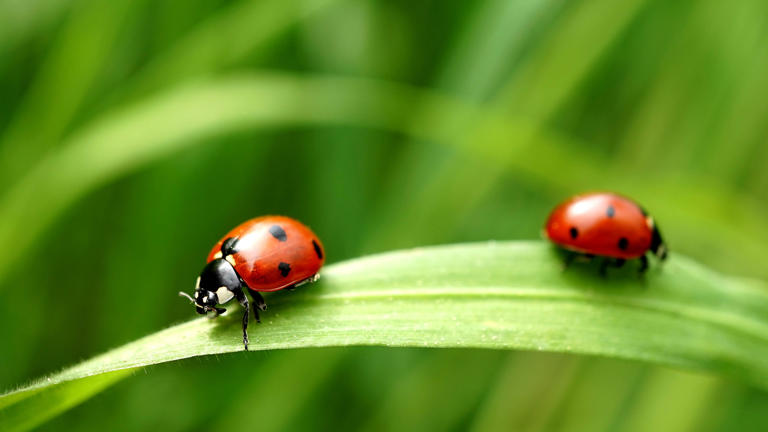 I had a ladybug infestation — here's the hack I found to deter them ...