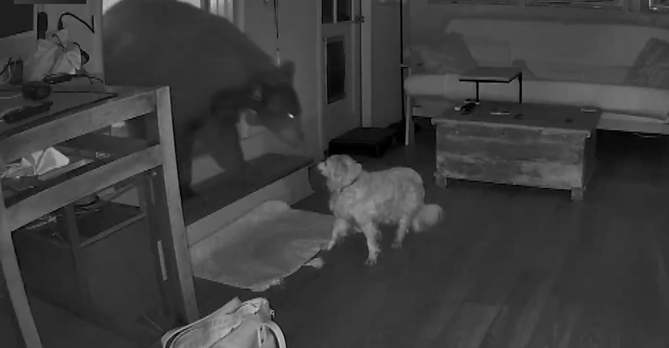 Video: Bear comes nose-to-nose with 17-year-old dog during California ...