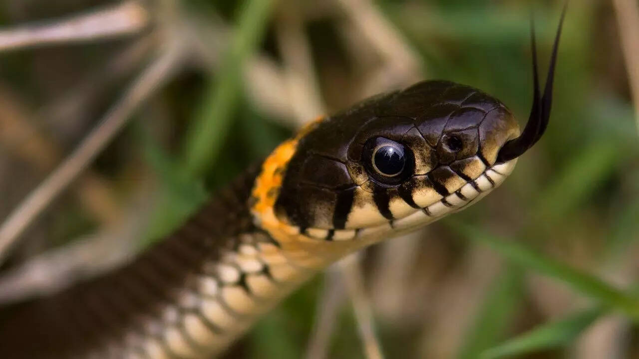 5 baby snakes that are more dangerous than they look