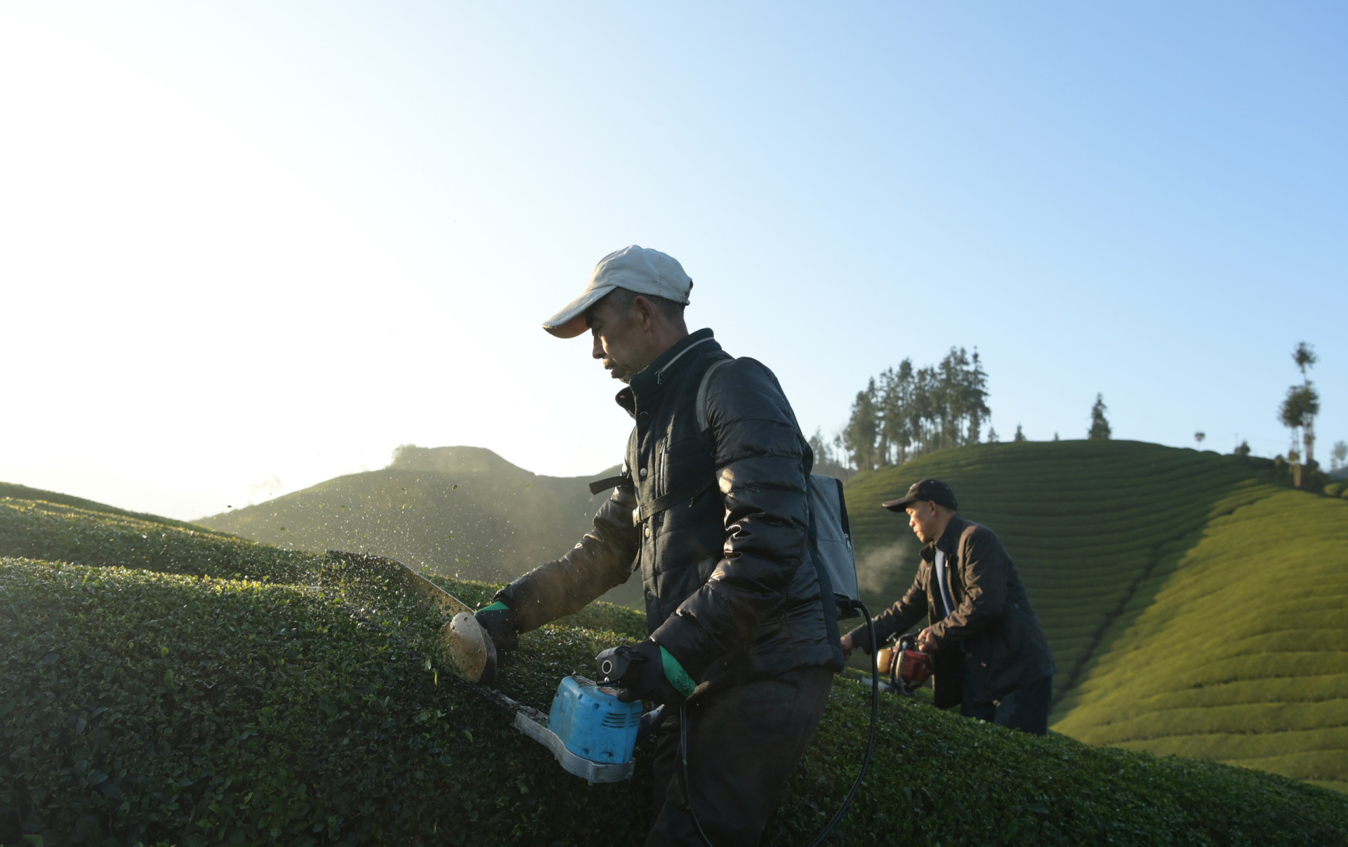 The top tea-producing countries in the world