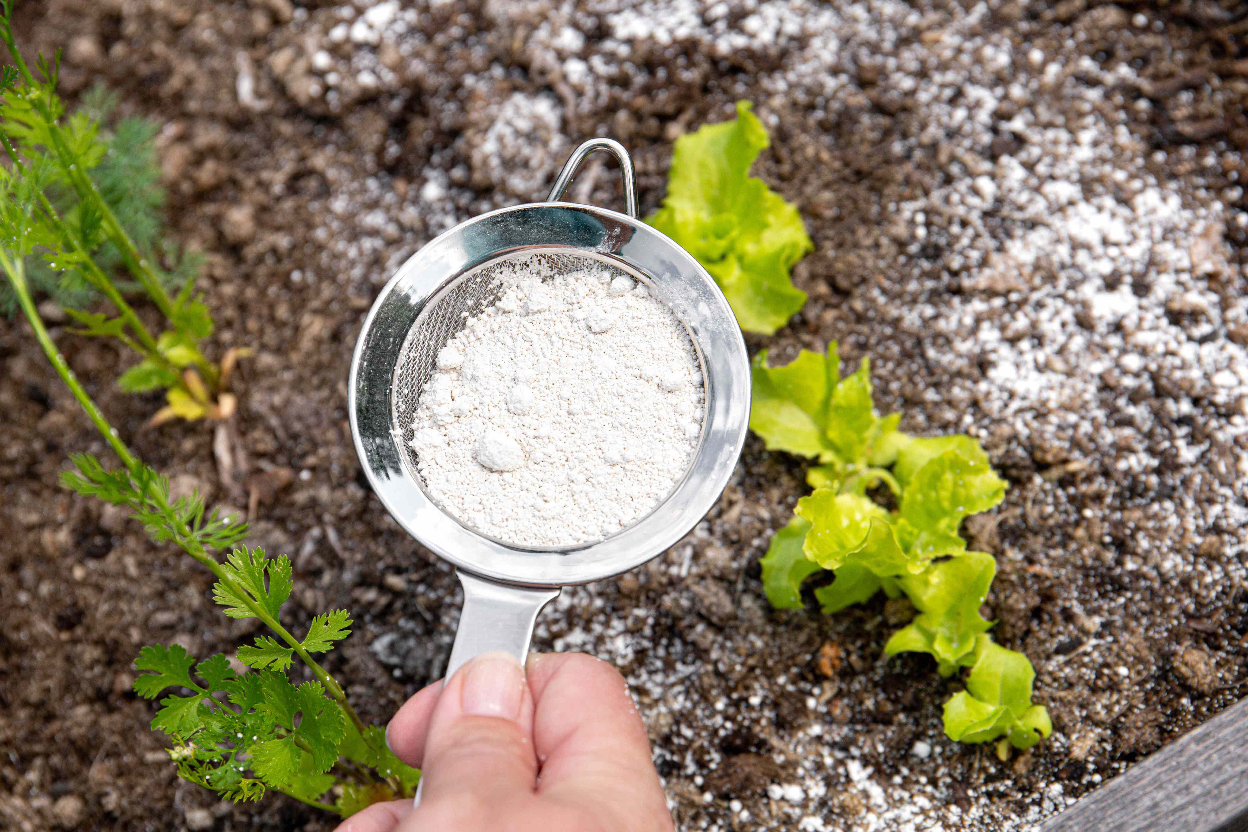 How to use diatomaceous earth for natural pest control indoors and in ...