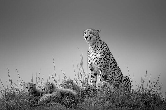 24 Of The Most Beautiful Black And White Images Taken By Photographers ...