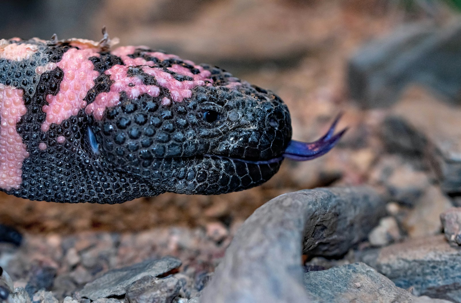 Lethal lizards: meet the world’s deadliest species