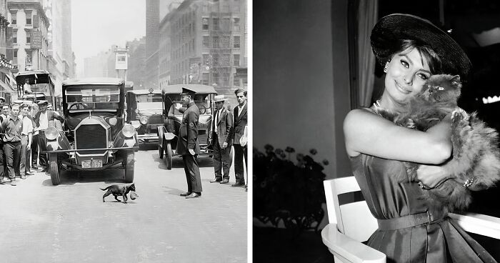 29 Vintage Photos Of Cats Posing With Famous People And Interesting ...