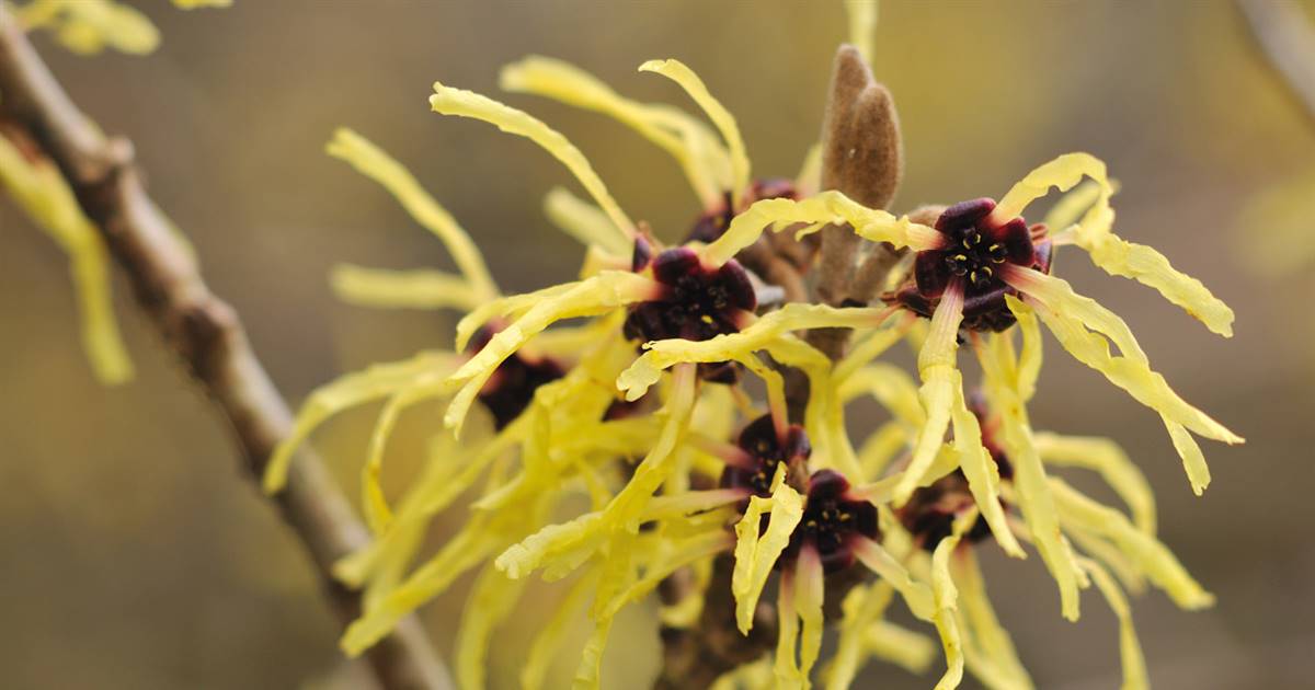 Propiedades medicinales, usos y beneficios de Hamamelis virginiana ...