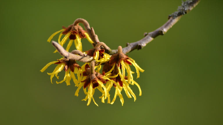 Propiedades medicinales, usos y beneficios de Hamamelis virginiana ...