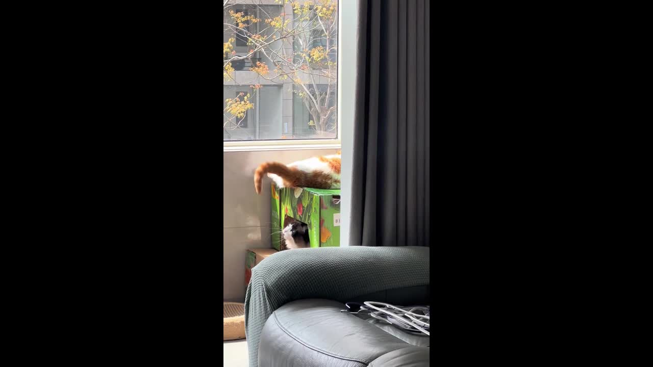 Cat repeatedly misses biting teasing tail in Jiangsu, China