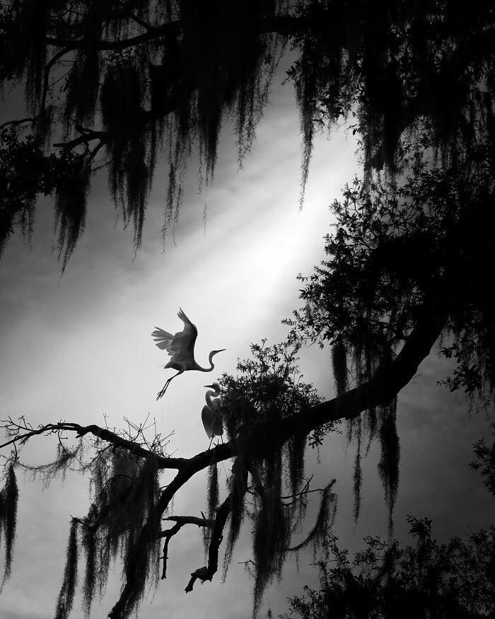 24 Of The Most Beautiful Black And White Images Taken By Photographers ...