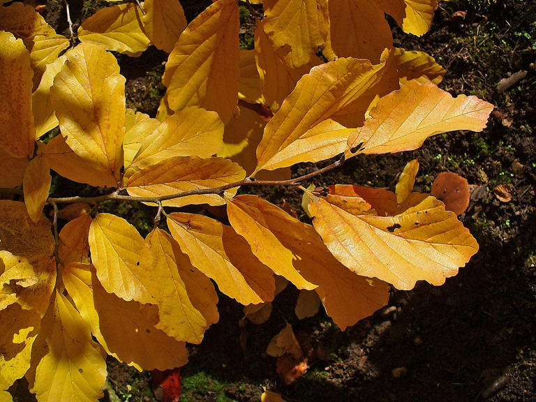 Propiedades medicinales, usos y beneficios de Hamamelis virginiana ...