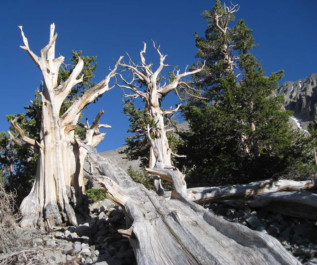 These 5 Species of Tree Live For Thousands of Years