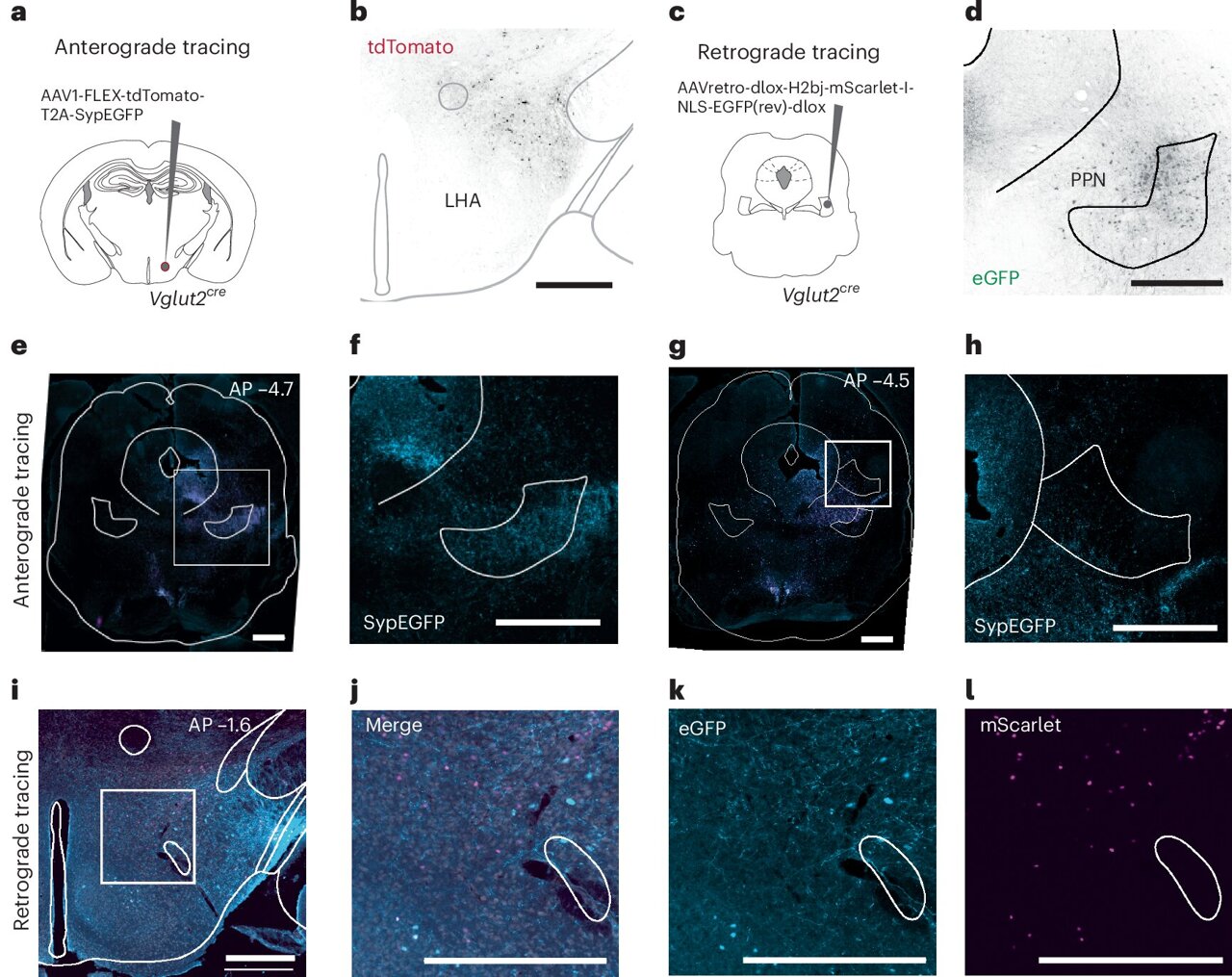 Safety becomes more important than foraging when a specific neuronal ...