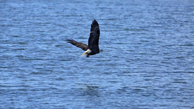 Eaglets in Michigan are close to taking flight. How to watch them