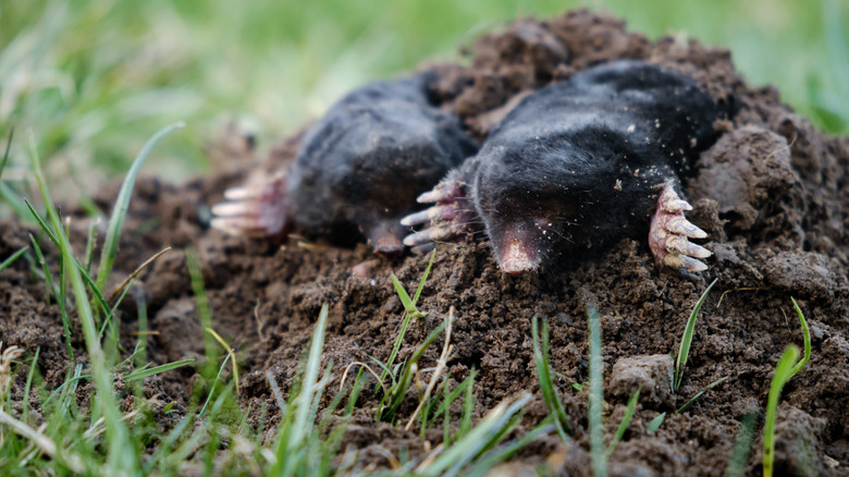 Avoid This Popular Method When Trying To Deter Moles