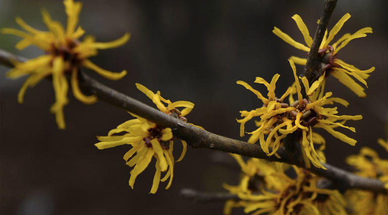 Propiedades medicinales, usos y beneficios de Hamamelis virginiana ...
