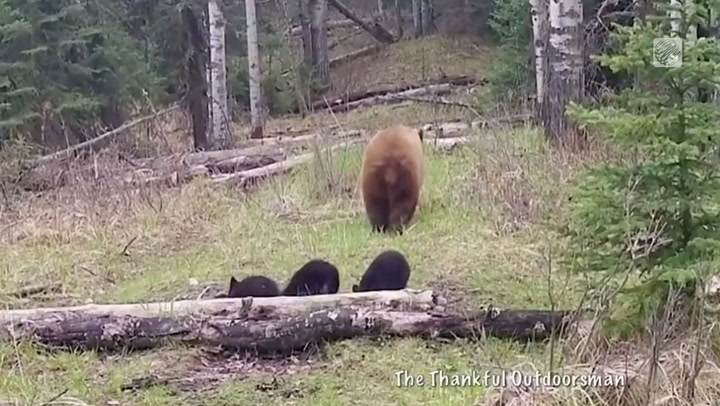 Sweet Mama bear and her 3 cubs crawl over a log in the Alberta forest
