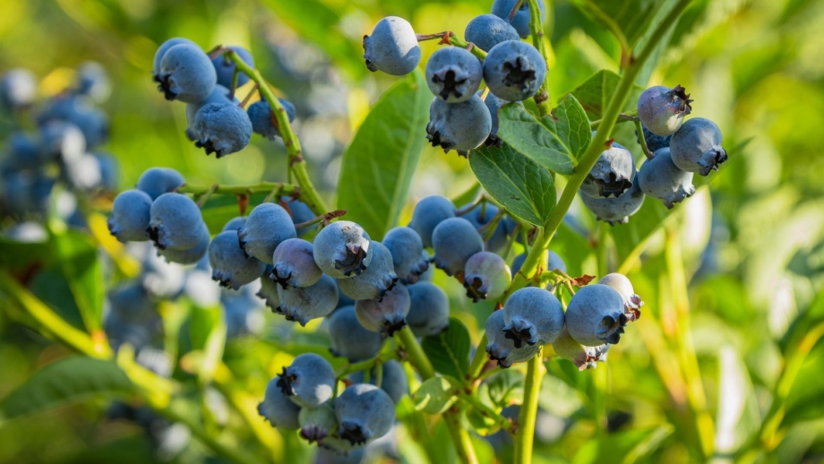 How To Grow Blueberries From Seed